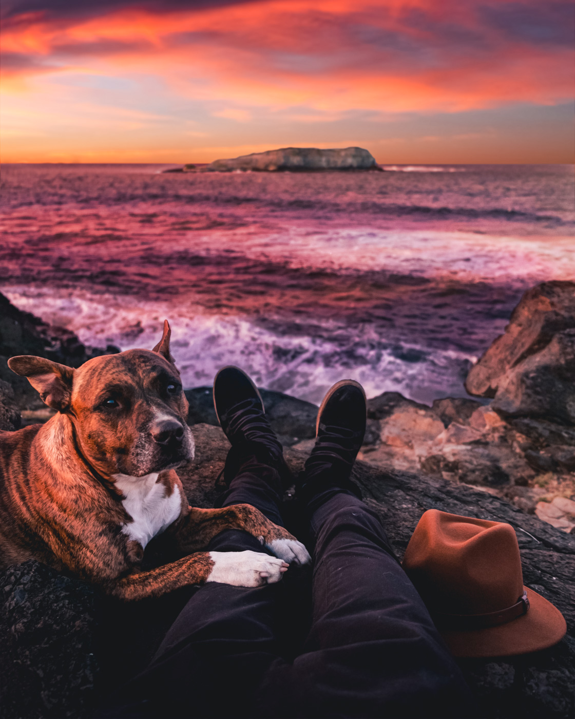 How to Vanlife with Pets: Tips for Creating a Pet-Friendly Vehicle ...