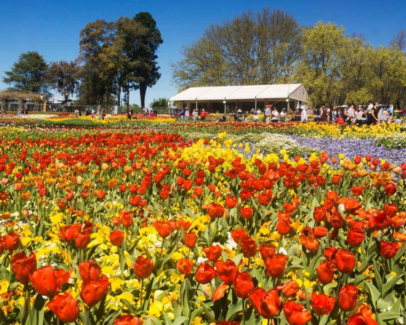 Spring Road Trips: Best Flower Bloom Viewing Spots in Australia | Roadtrek